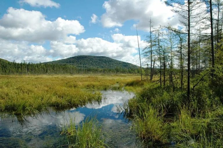 Délimitation de milieux humides | Naturive